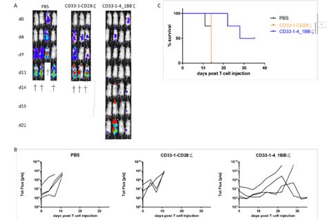 Eradication Of Cd33 Target Cells In Vivo And Improvement Of Survival