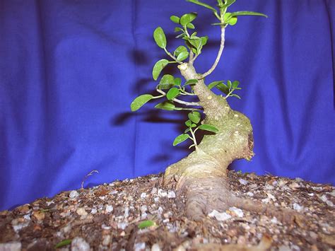 Lennards Bonsai Beginnings Ficus Burtt Davyi Ugly Duckling