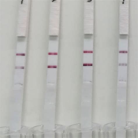 Optimization Of The Colloidal Gold Labelled Capture Mab And Detection Download Scientific