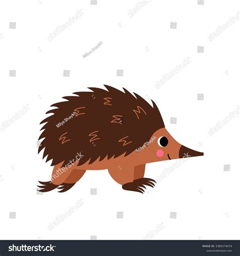 Vector Picture Cute Echidna Isolated On Stock Vector Royalty Free