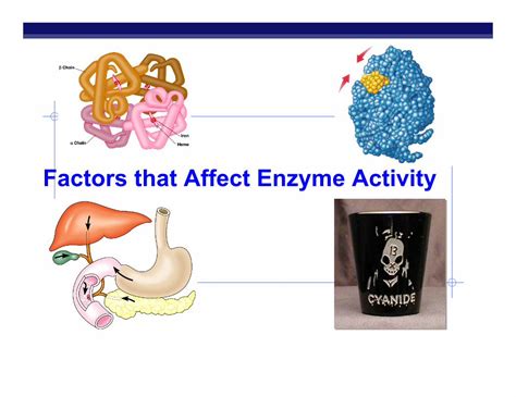 Pdf Factors That Affect Enzyme Activity Ap