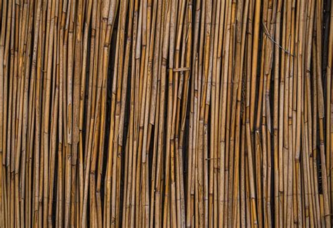 Free Picture Reed Grass Texture Reeds Stripe Vertical Material