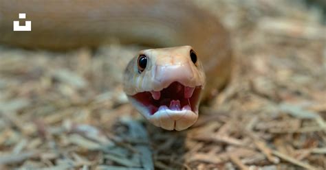 입을 벌린 뱀의 클로즈업 사진 Unsplash의 무료 오스트레일리아 이미지