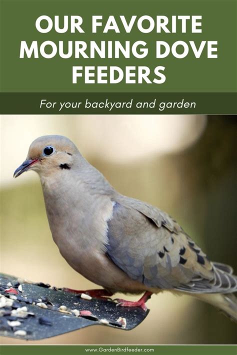 4 Of The Best Mourning Dove Feeders For Your Yard