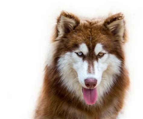 The 5 Best Alaskan Malamute Mixes My Happy Husky