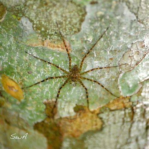 Tropical Biodiversity Santarém Pará Brasil Spider on tree