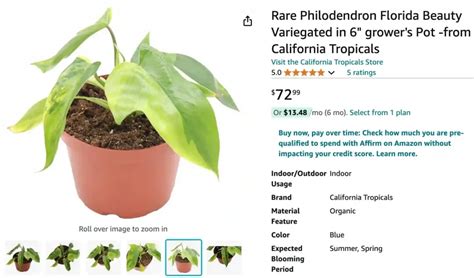 Philodendron Florida Beauty Variegated Care Guide Cultivating The