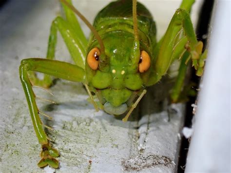 Eugryllacris From Pahang 1 Malaysia On April 14 2023 At 0937 Pm By Albert Kang · Inaturalist
