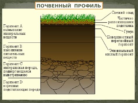 Презентация Почва География Презентации 6 класс
