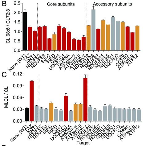 Assembly Of The Oxphos System Affects Cl Remodeling In Drosophila A