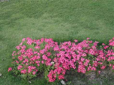 File Pink Flowers Shrub Wikipedia The Free Encyclopedia