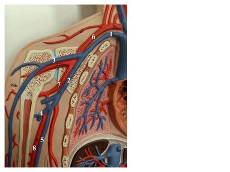 Bio 244l Exam 2 Diagram 17 Diagram Quizlet