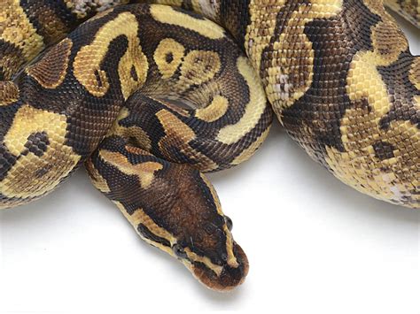 Morph List World Of Ball Pythons