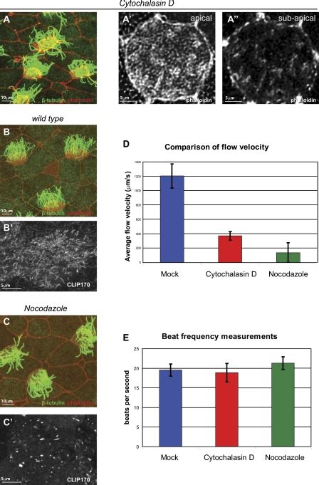 Actin And Microtubules Drive Differential Aspects Of Planar Cell