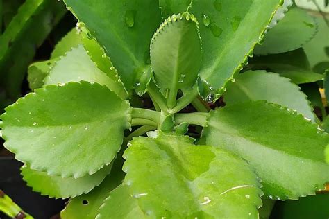 Kalanchoe Pinnata Plant Characteristics And Care Succulent Alley