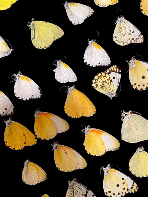 Insect Butterfly Nymphalidae African Crafts Mixed Lot Of 100 African Butterflies Ebay