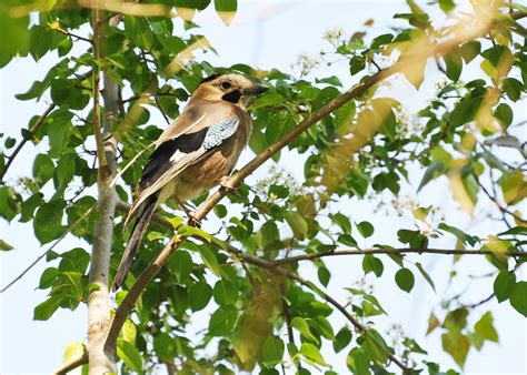 kuşlarvardırcanabenzerhavalarda ALAKARGA Garrulus Glandarius