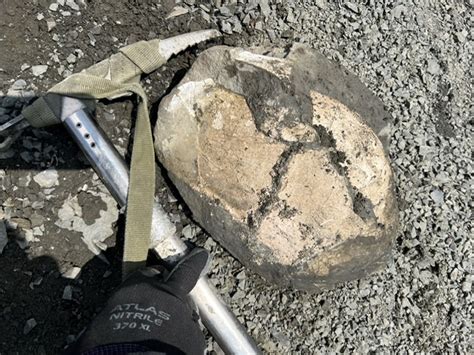 Pachydiscus Kamishakensis Zone Fossil Hunting Trips The Fossil Forum