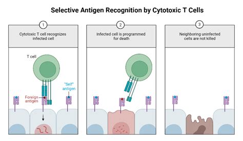 Selective Antigen Recognition By Cytotoxic T Cells BioRender Science Templates