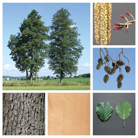 Amieiro Ibérico Uma Nova” Velha Espécie Ribeirinha Florestas