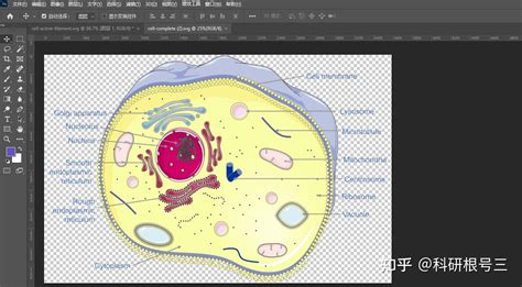 绝美！一个使用率很高的、非常实用的免费科学插图素材库 知乎