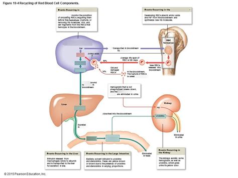 Chapter 19 Recycling Of Blood Cell Components Diagram Quizlet