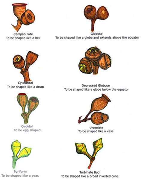 Eucalyptus Identification The Bible Of Botany