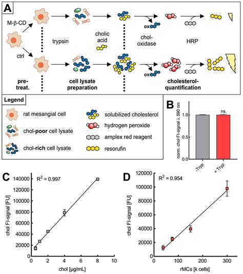 Figure S4 Cholesterol Quantification Assay A Scheme Gives An Download Scientific Diagram