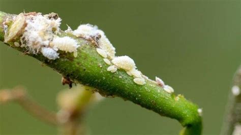 8 Tips Mengatasi Kutu Daun Yang Merusak Tanaman Semprot Dengan Bahan