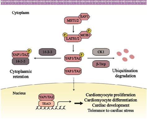 Figure 1 From Role Of Hippo Yap1 Taz Pathway And Its Crosstalk In Cardiac Biology Semantic Scholar