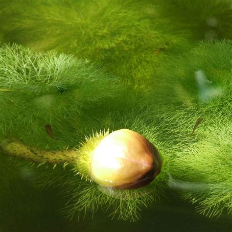 Амбулия королевское аквариумное растение его содержание и размножение