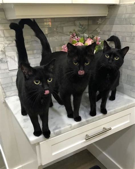 Funny Black Cat