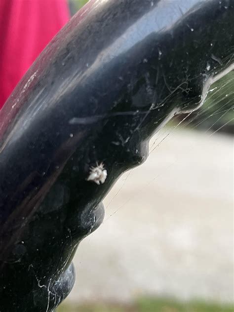 small er than a nano sim card bug from wellington fl in a paddock with