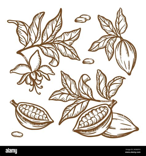 Cocoa Tree Branches Fruit Seeds And Leaves Of Theobroma Tree Brown Cocoa Tree Branches Fruit Seeds And Leaves Of Theobroma Tree Brown