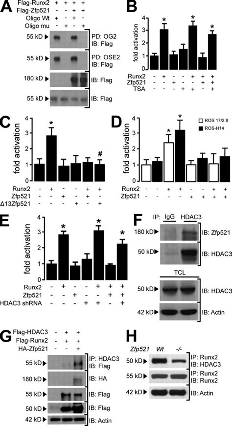 zfp521 represses runx2 activity in an hdac3 dependent manner a