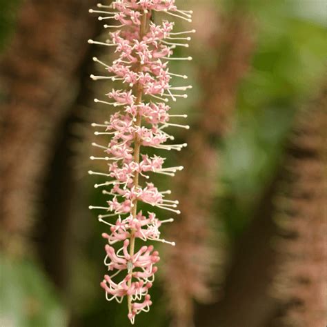 Macadamia Bush Nut Macadamia Tetraphylla Rare Dragon Fruit