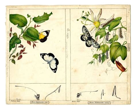 Scott Sisters Archives Australian Geographic