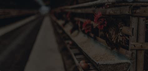 Layer Farm Estimator