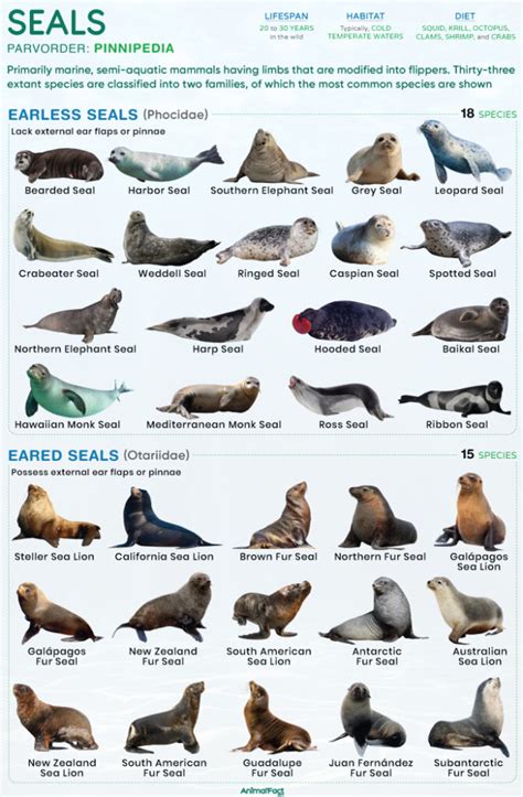 Earless Seal Species Habitat Diet Characteristics And Pictures