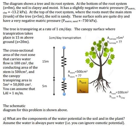 Tree Root System Diagram