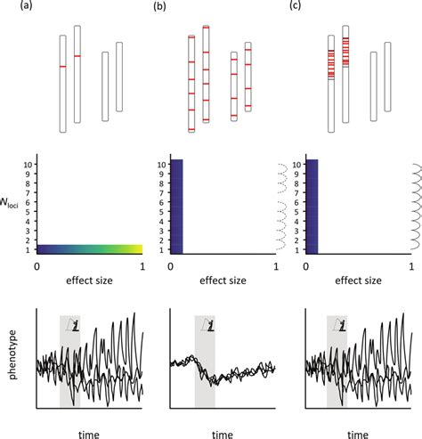 Hypothetical Genomic Trait Architectures Top Row Corresponding Model