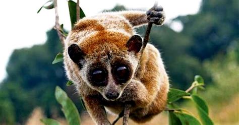 LƯu KhÂm HƯng 劉欽興 Con Cu Li