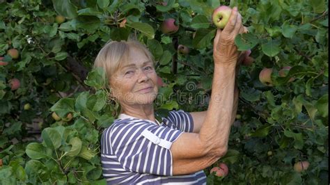 Elderly Woman In Garden Stand By Apple Tree And Touches Ripening Fruit