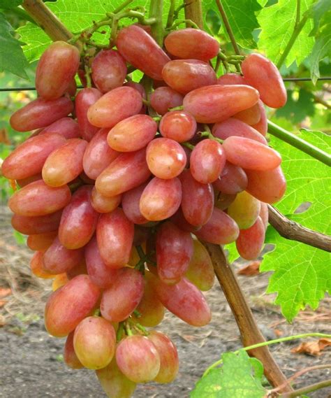 Купить саженцы Винограда в Крыму Наш Сад