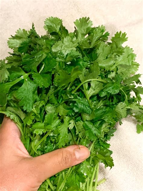 How To Store Cilantro Buy Cut And Use Piping Pot Curry