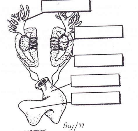 Diagram Of Urogenital System Male Quizlet Diagram Of Urogenital System Male Quizlet
