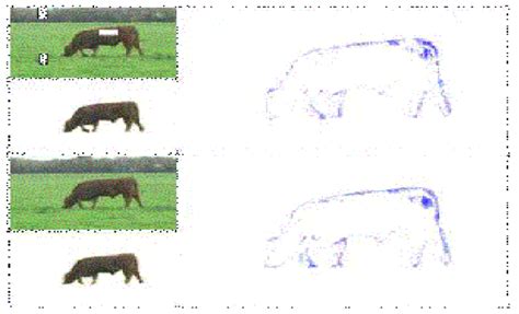Figure C411 Dynamic Image Segmentation Using Graph Cuts The Images Download Scientific