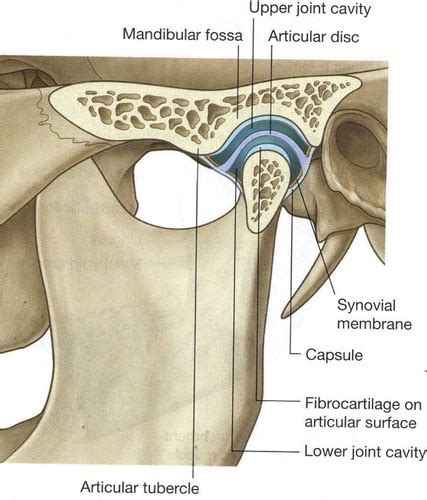 Temporomandibular Joint Tmj Practical Flashcards Quizlet