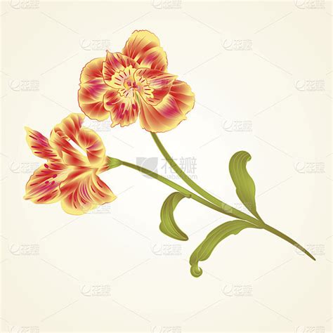 百合茎花和叶近距离孤立古董手画载体