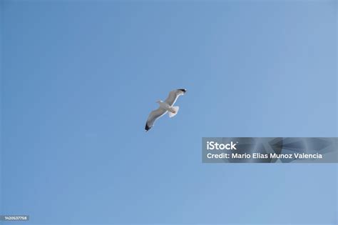 외로운 갈매기가 푸른 하늘 위로 날아갑니다 갈매기는 바다 위에서 물고기를 사냥합니다 갈매기에 대한 스톡 사진 및 기타 이미지 갈매기 깃털 날기 Istock